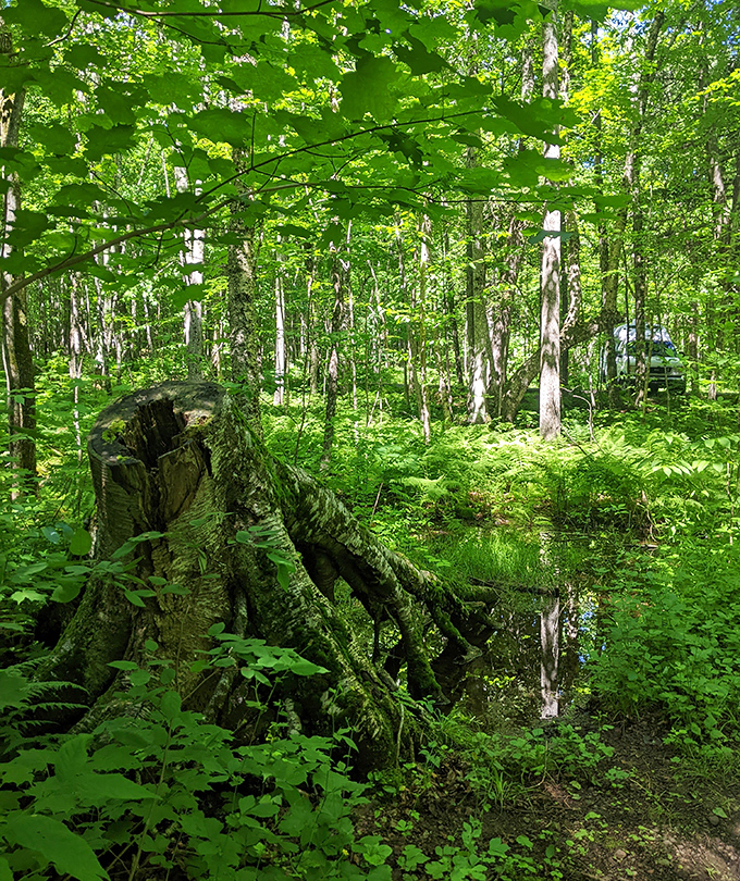 Silent sentinels &ndash; towering trees create a cathedral-like atmosphere in the old-growth sections of forest surrounding the falls.