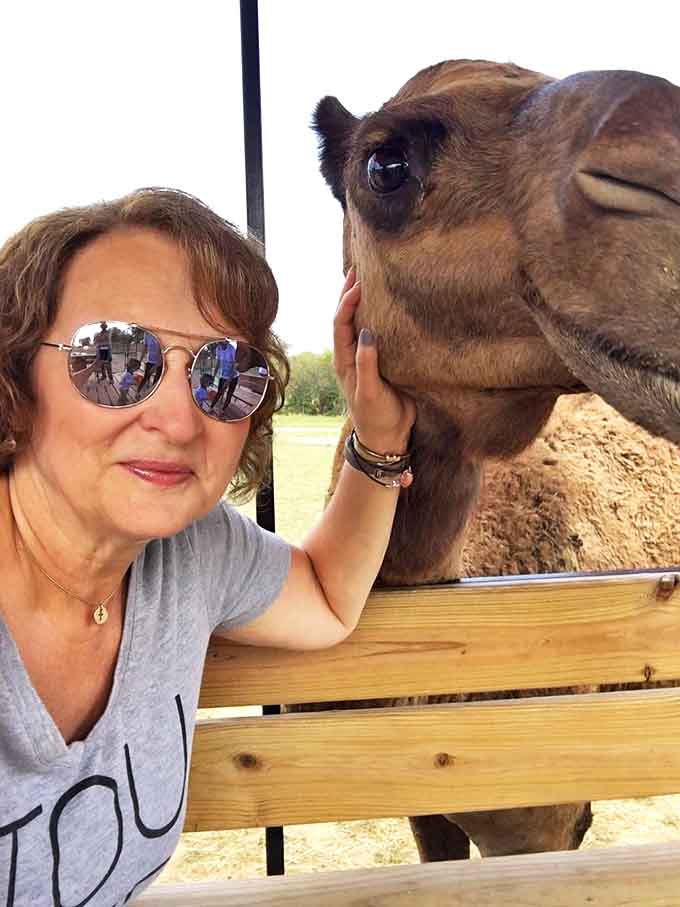 A magical moment of connection between species, as gentle hands reach out to make friends with a curious camel.