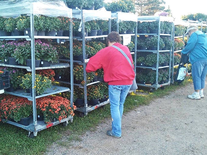 Portable garden center: Shoppers browse potted mums and perennials, planning colorful additions to their landscapes while trading growing tips with fellow plant lovers.
