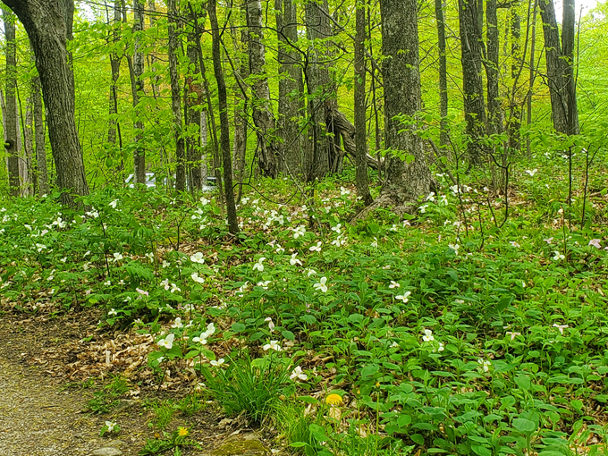 ellison bluff loop 3