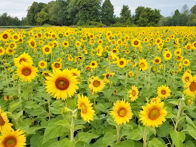 Lannon Sunflower Farm 1