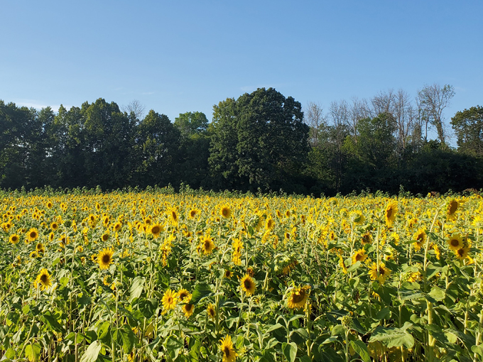 Lannon Sunflower Farm 2