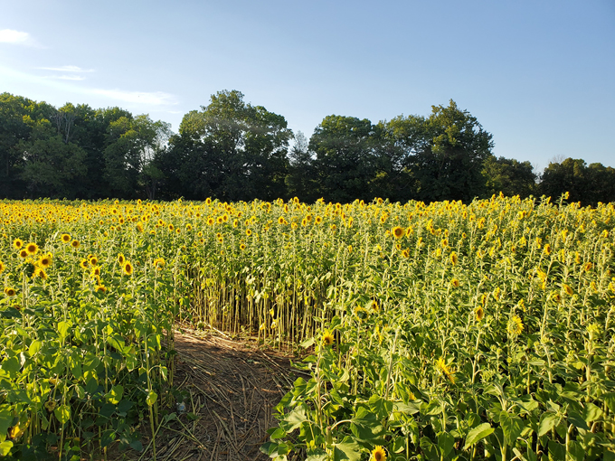 Lannon Sunflower Farm 3