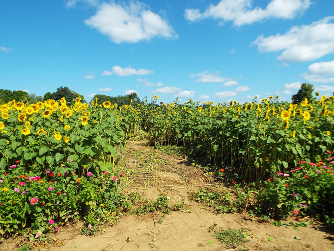 Lannon Sunflower Farm 4