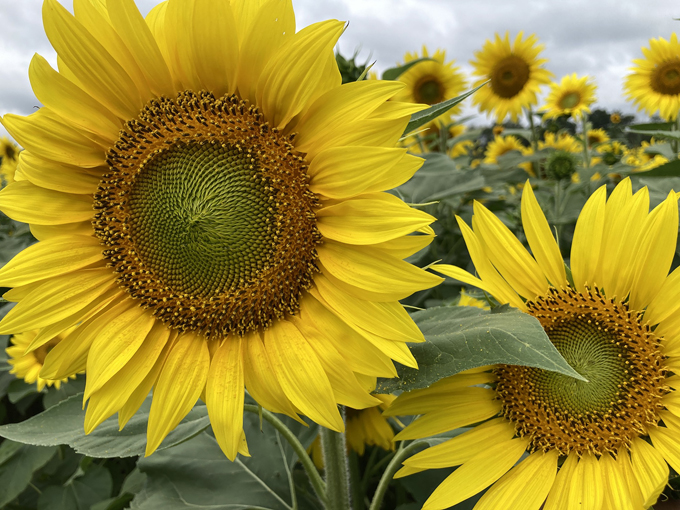 Lannon Sunflower Farm 5