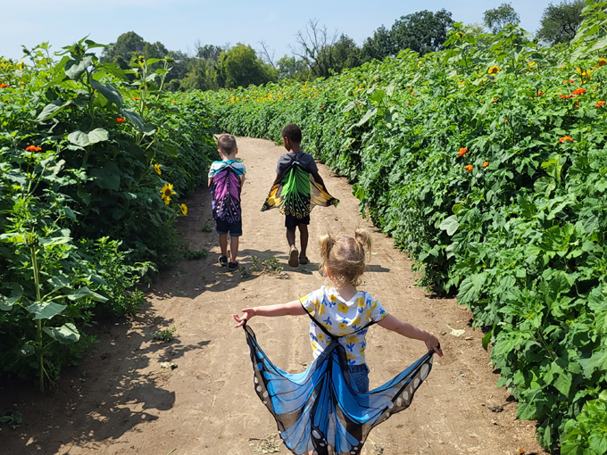 Lannon Sunflower Farm 7