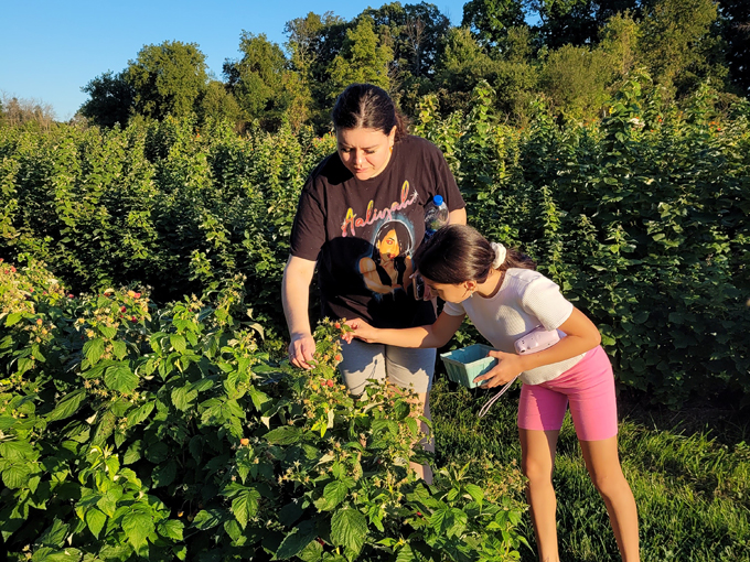 Lannon Sunflower Farm 8