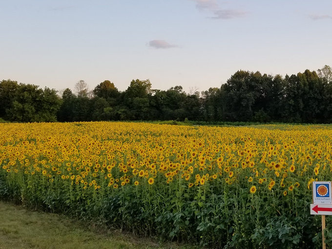 Lannon Sunflower Farm 9