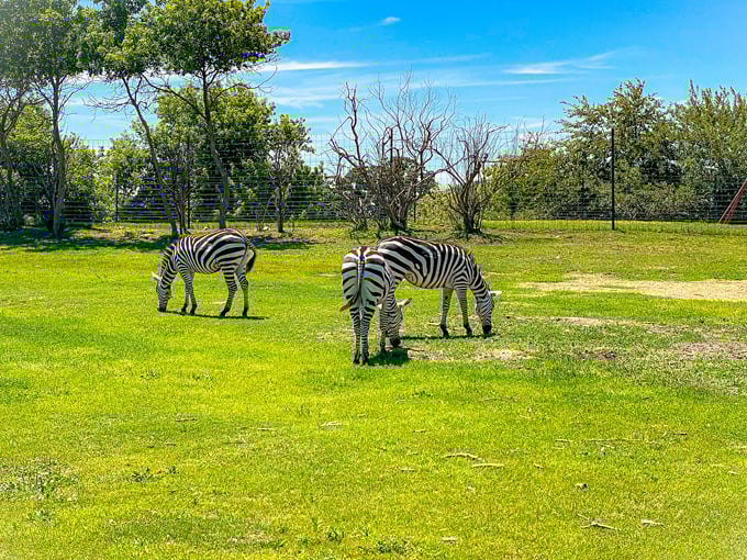 Safari Lake Geneva 3