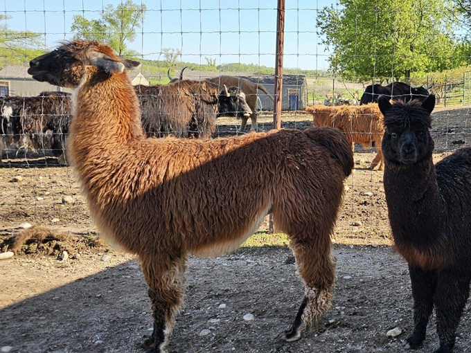 Safari Lake Geneva 4