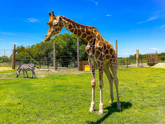 Safari Lake Geneva 5