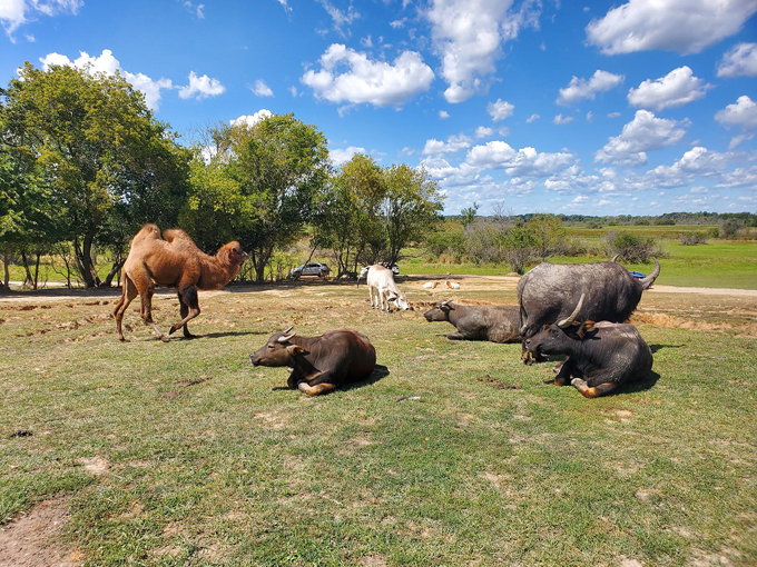 Safari Lake Geneva 6