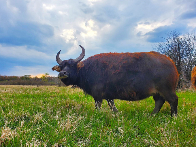 Safari Lake Geneva 7