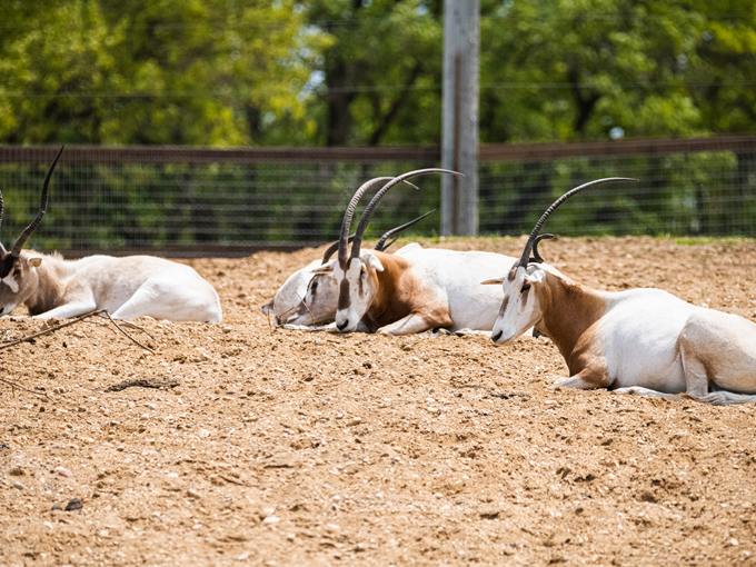 Safari Lake Geneva 8