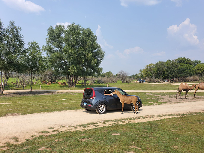 Safari Lake Geneva 9