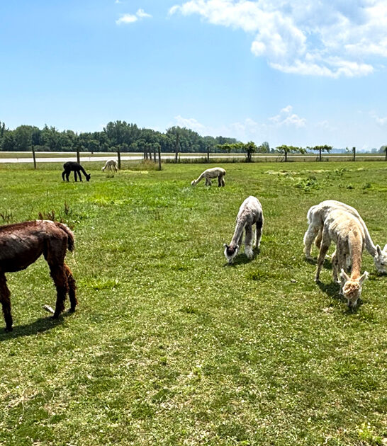 alpaca petting farm michigan ftr