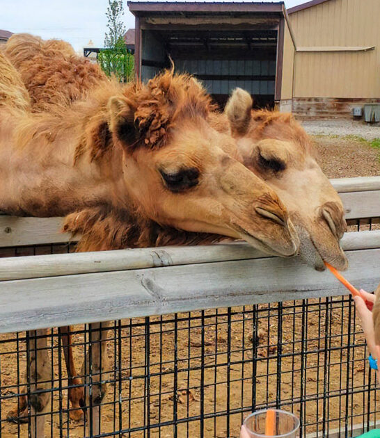 animal park michigan ftr