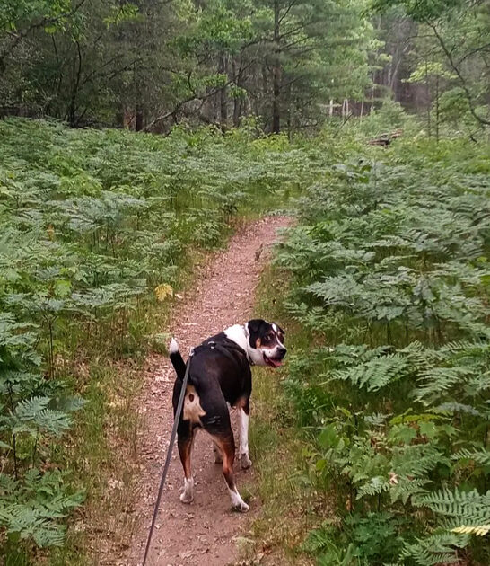dog friendly trail michigan ftr