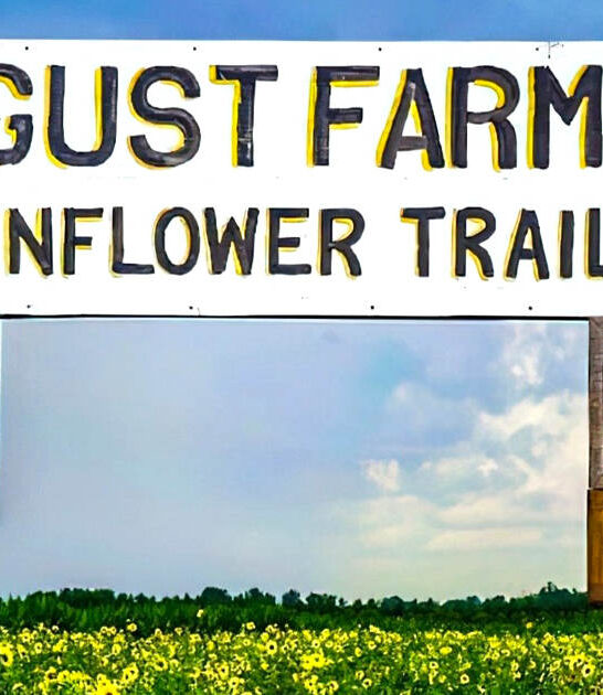 dreamy sunflower trail michigan ftr