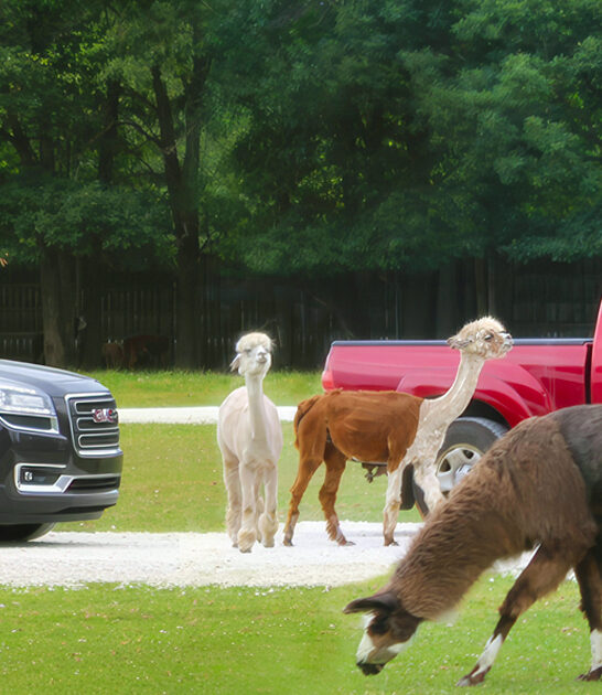 drive thru safari michigan ftr
