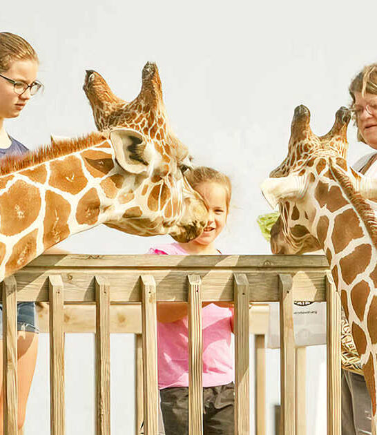 little known zoo minnesota ftr