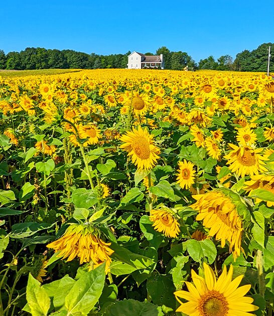 magical sunflower field michigan ftr