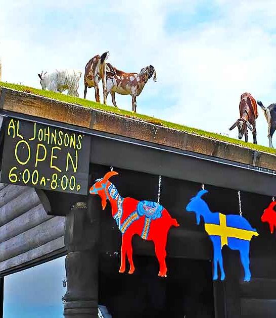 restaurant with goats wisconsin ftr