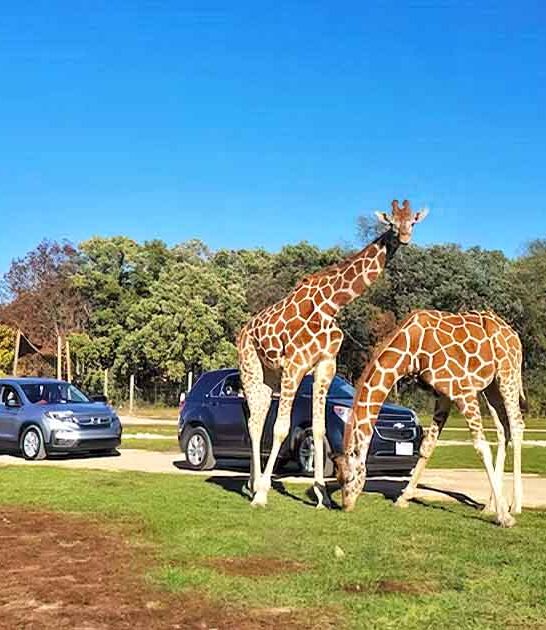 safari park in wisconsin ftr