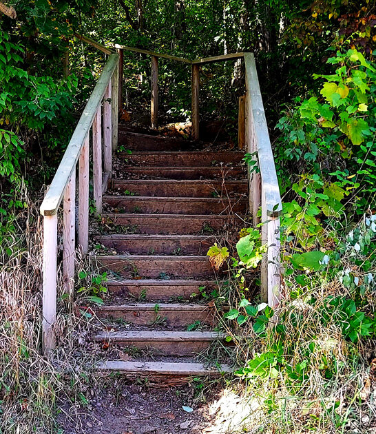 scenic forest trail michigan ftr