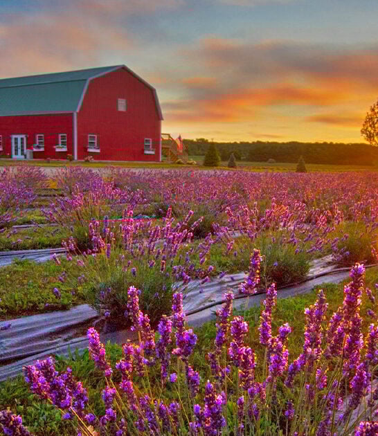 stunning lavender farm wisconsin ftr