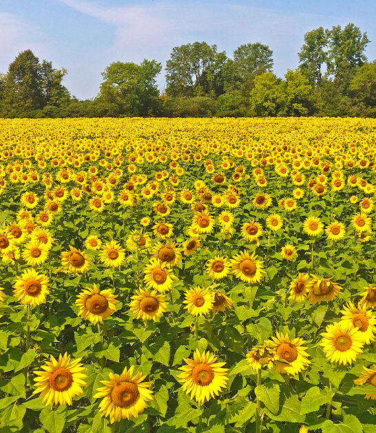 stunning sunflower field minnesota ftr