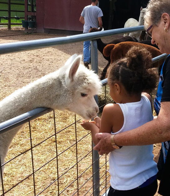 tiny-alpaca-farm-michigan-ftr