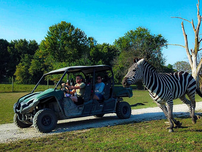 A zebra trots alongside a safari vehicle, bringing Africa to Illinois with its bold stripes against the Midwestern landscape.
