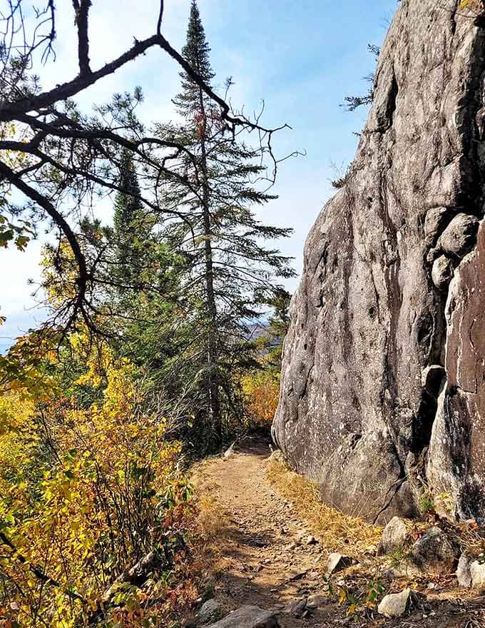 Nature's perfect corridor: ancient rock walls stand sentinel alongside the Superior Hiking Trail, autumn's golden touch beginning to transform the landscape.