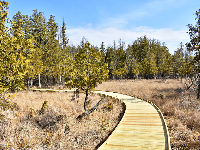 The winding boardwalk at Cedar Bog invites you into a world unchanged since the last ice age. Nature's time machine awaits.
