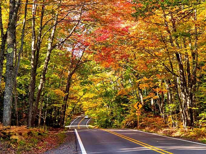 Copper County Trail National Byway: Nature's own autumn fashion show, where trees dress in their finest reds and golds along a winding road that beckons adventure.