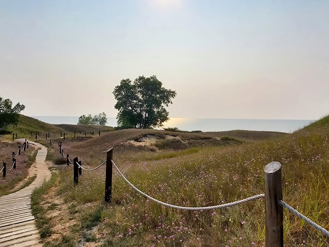 Wooden pathways wind through golden dunes like nature's own yellow brick road, promising adventures beyond the horizon.