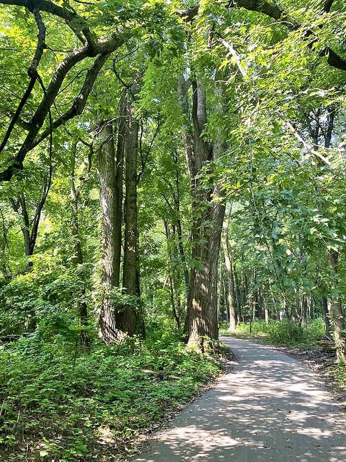 Dappled sunlight plays hide-and-seek on this serene forest path, where towering trees create nature's perfect cathedral ceiling.