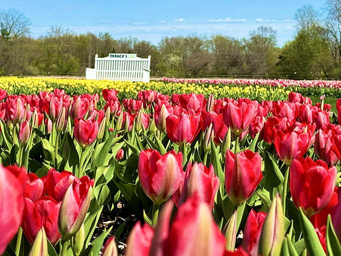 A sea of vibrant red tulips stretches toward the horizon, with a charming white bench inviting visitors to pause and soak in the floral splendor.