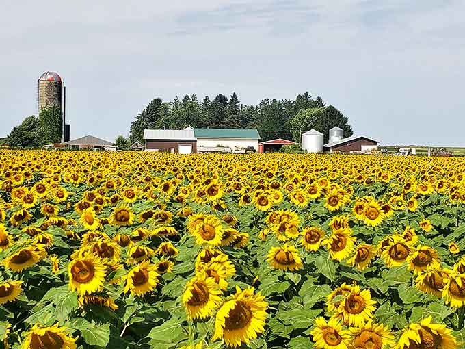 A sea of golden faces stretches toward the horizon, with the farm's iconic silo standing sentinel over this sunshine paradise.