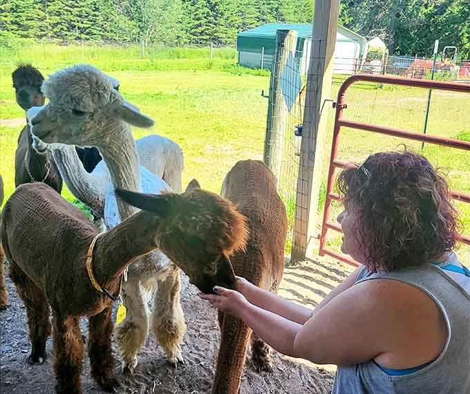 A visitor makes a new friend at Frosty Ridge Alpacas, where the residents are always ready for their close-up and a gentle scratch behind the ears.