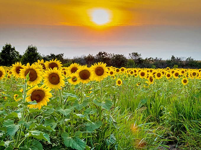Golden faces tracking the sun across a Minnesota horizon &ndash; nature's version of a standing ovation to summer's grand finale.