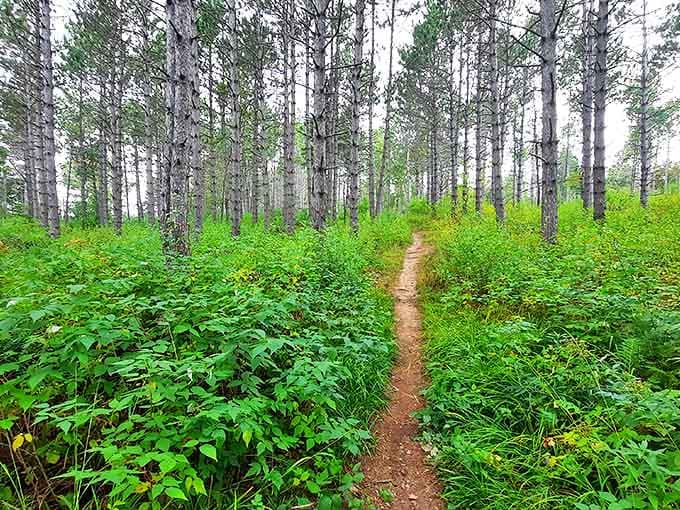 Narrow trails wind through towering pines at Hartley Nature Center, where wilderness whispers secrets to those who slow down enough to listen.