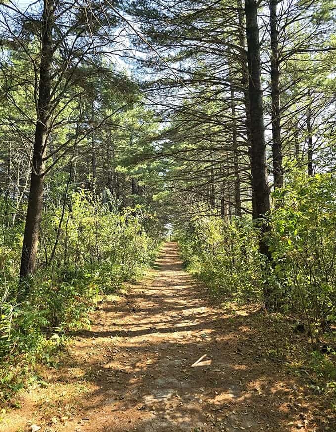 King's Bluff Trail welcomes adventurers with a sun-dappled path through towering pines, nature's own cathedral ceiling overhead.