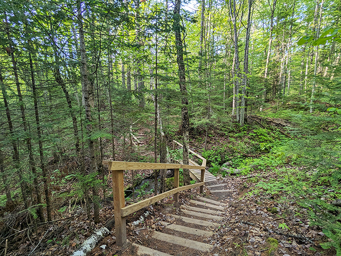 Wooden steps descend through a verdant forest cathedral, inviting adventurers deeper into Wisconsin's secret woodland treasure.