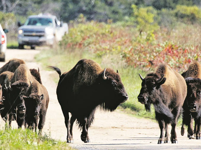 The ultimate wildlife traffic jam! Bison crossing the road at Minneopa State Park creates a thrilling standstill for lucky visitors.