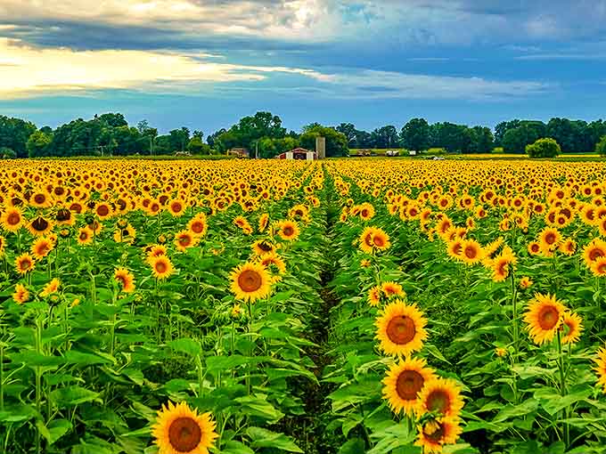 A golden sea stretches to the horizon at Munsell Farms, where thousands of sunflowers create nature's most optimistic landscape.
