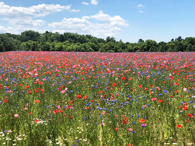 Nature's masterpiece unfolds at Pleasant Hill Farm, where Fennville's countryside transforms into a living canvas of wildflower wonder.