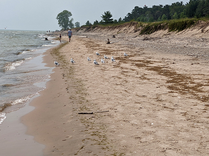 Sandy shores stretch for miles along Lake Michigan, where seagulls gather like tiny feathered critics of human beach etiquette.