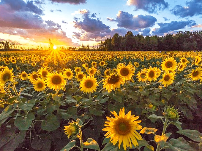Sunset bathes the endless sea of sunflowers in golden light, creating nature's most spectacular light show at Prayers From Maria.